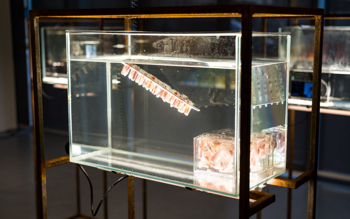 Ani Liu with Mario Maas, Matthias Cabri and Onno Baur - Bio Art ...